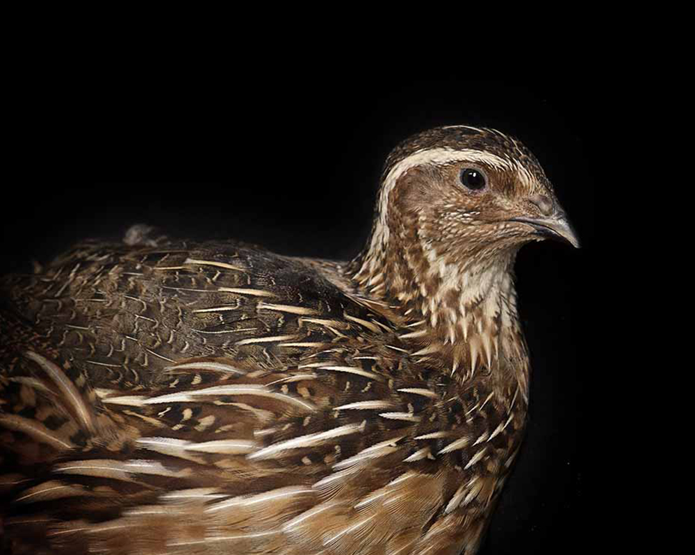 Caille – Les Volailles d'Armor