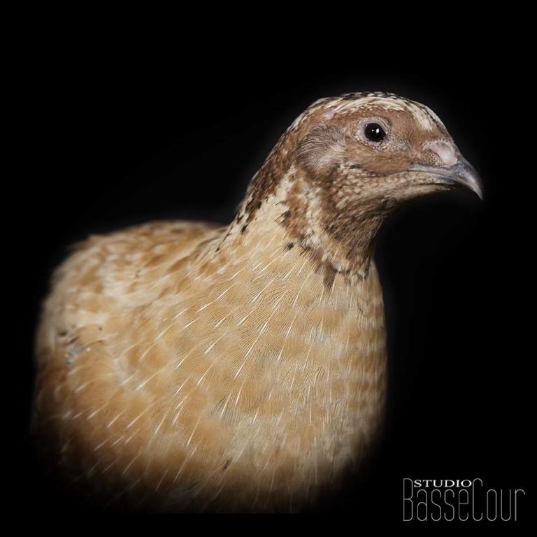 Caille – Les Volailles d'Armor