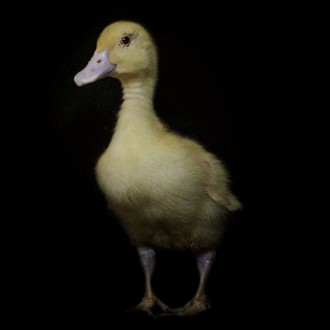 Canard – Les Volailles d'Armor