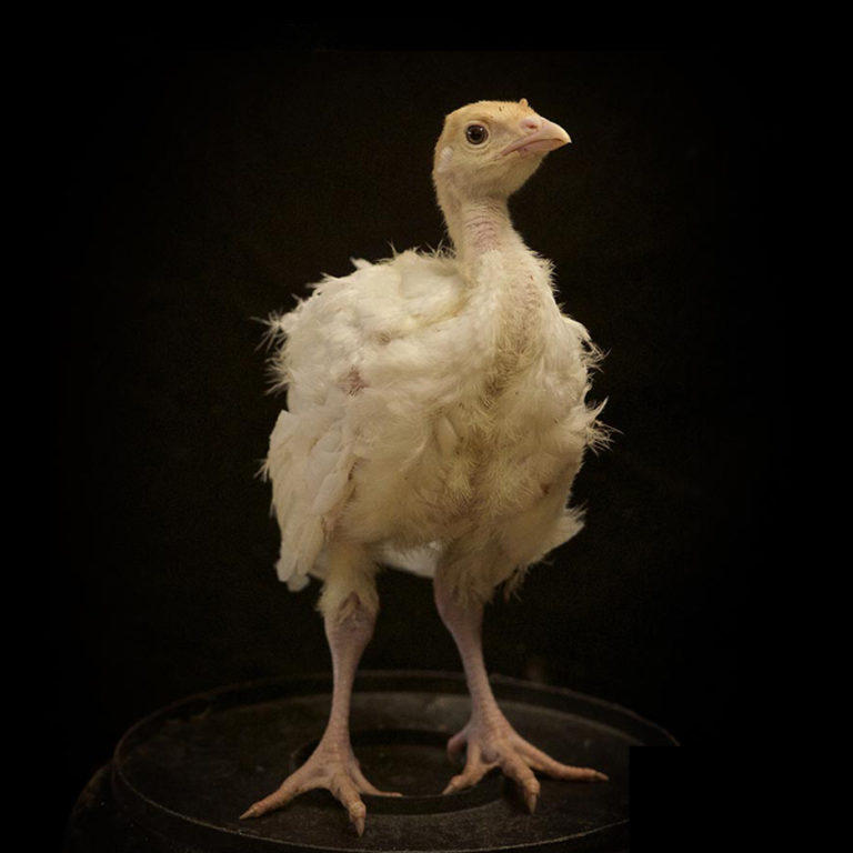 Dinde – Les Volailles d'Armor