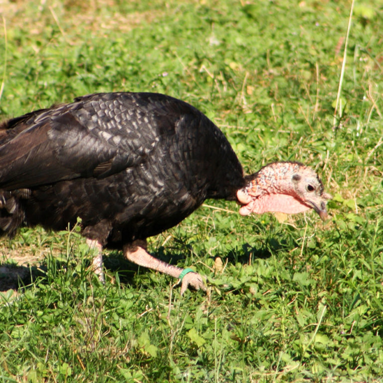 Dinde – Les Volailles d'Armor