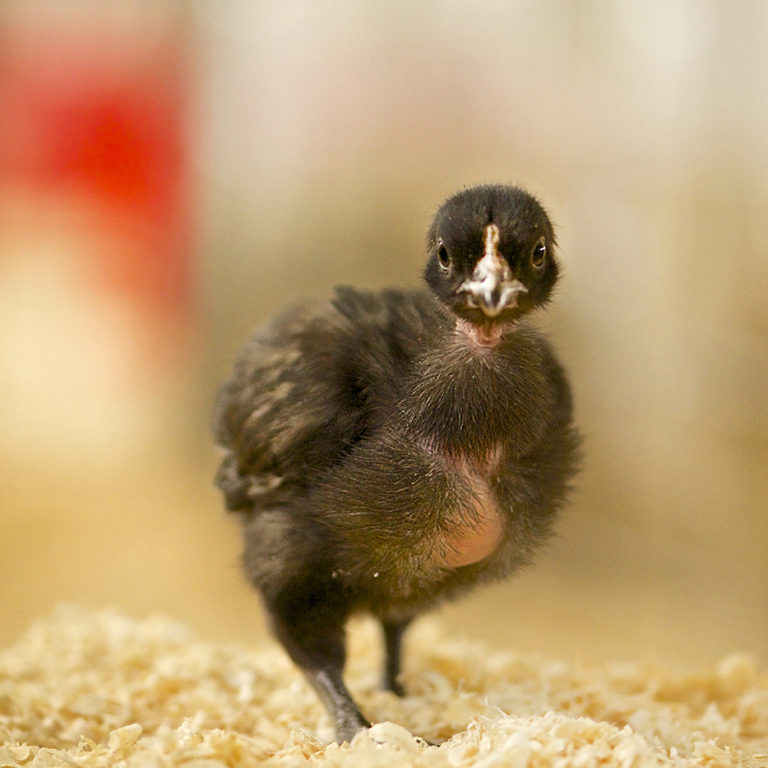 Poussin – Les Volailles d'Armor