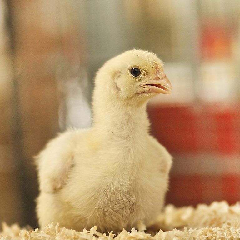 Poussin – Les Volailles d'Armor